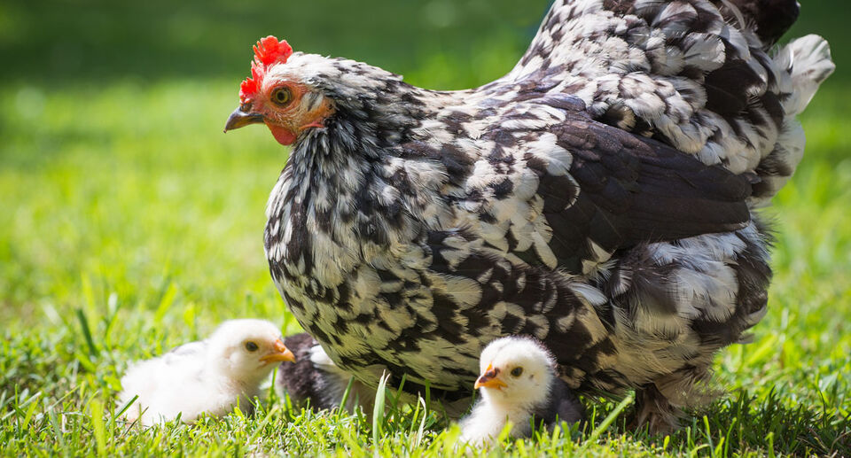 Elevage de poules Saverne - Vente poule pondeuse Strasbourg
